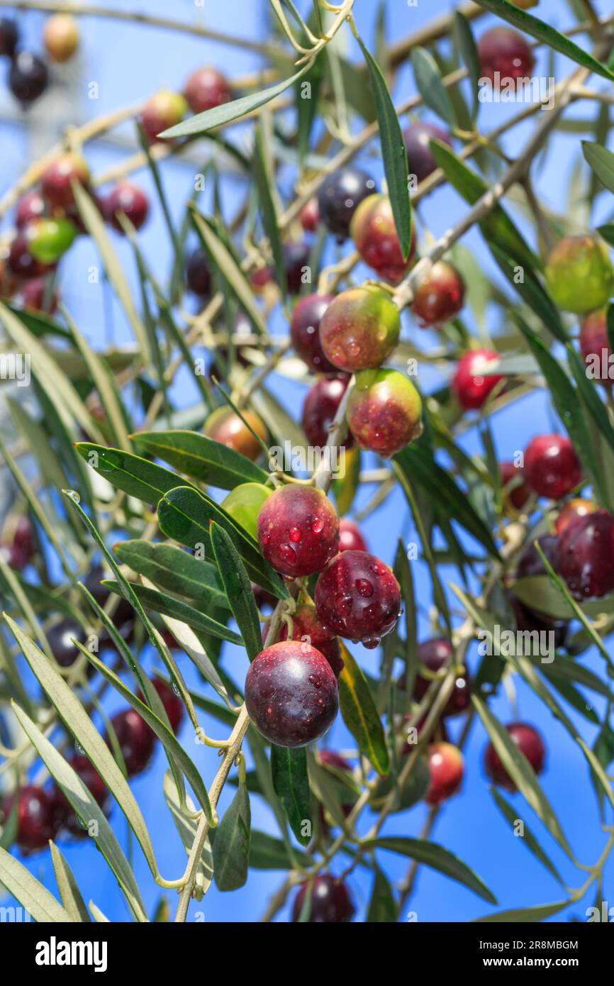 Olive trees of Shodoshima Island Olive Park Stock Photo - Alamy