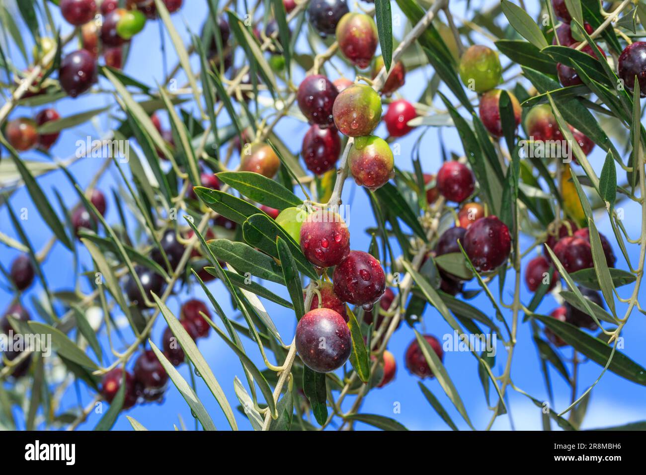 Olive trees of Shodoshima Island Olive Park Stock Photo - Alamy