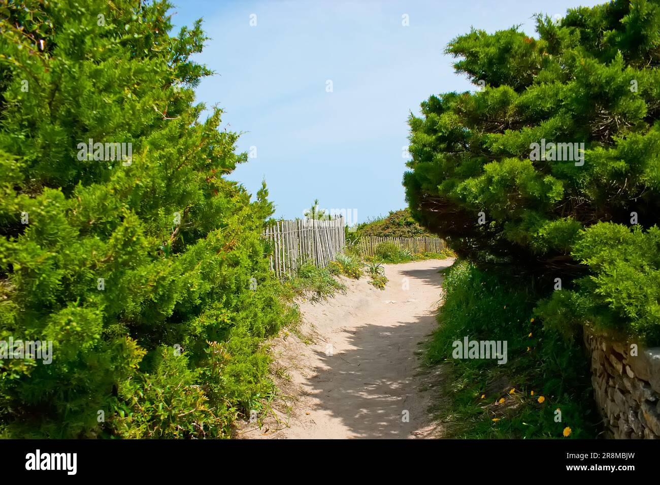 The narrow footpath amid maquis shrubs, located next to Bonifacio ...
