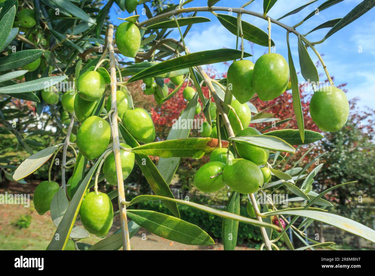 Olive trees of Shodoshima Island Olive Park Stock Photo - Alamy