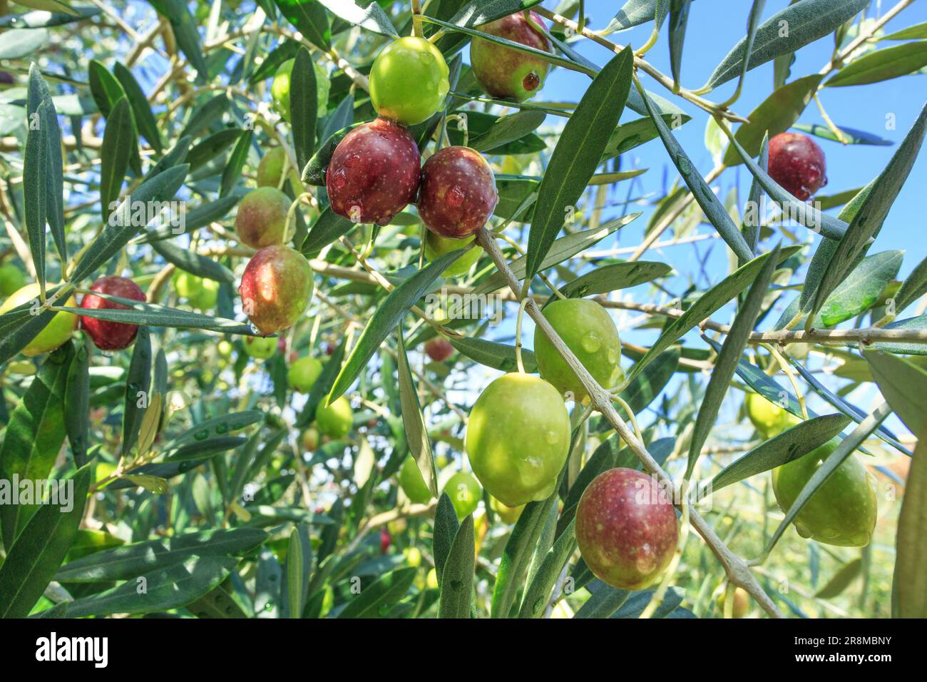 Olive trees of Shodoshima Island Olive Park Stock Photo - Alamy