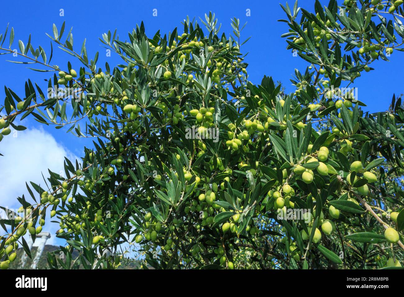 Olive trees of Shodoshima Island Olive Park Stock Photo - Alamy