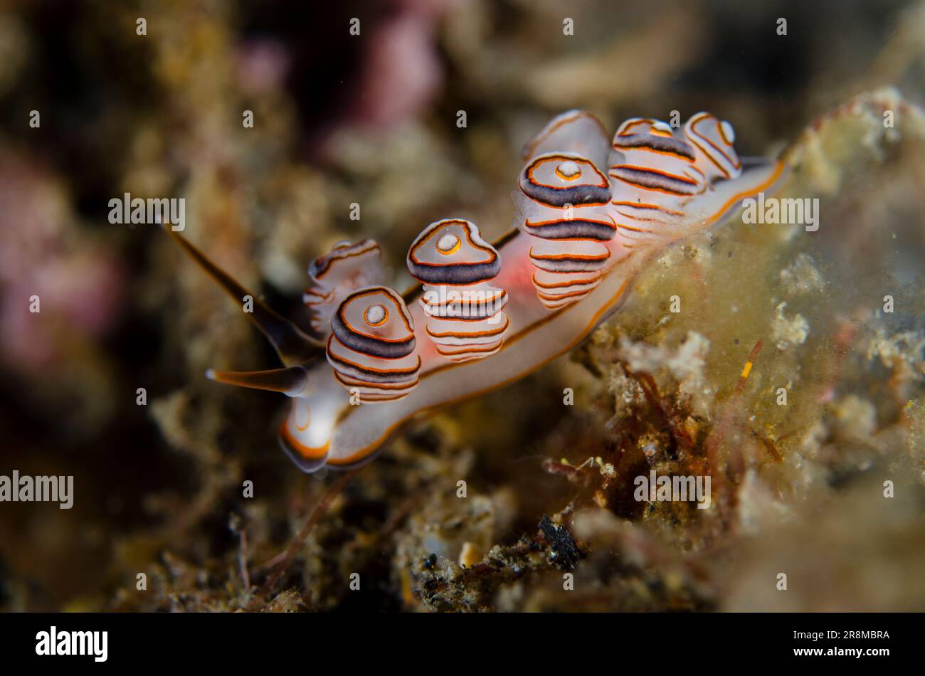 Donut Doto Nudibranch, Doto greenamyeri, Batu Belah dive site, Seraya ...