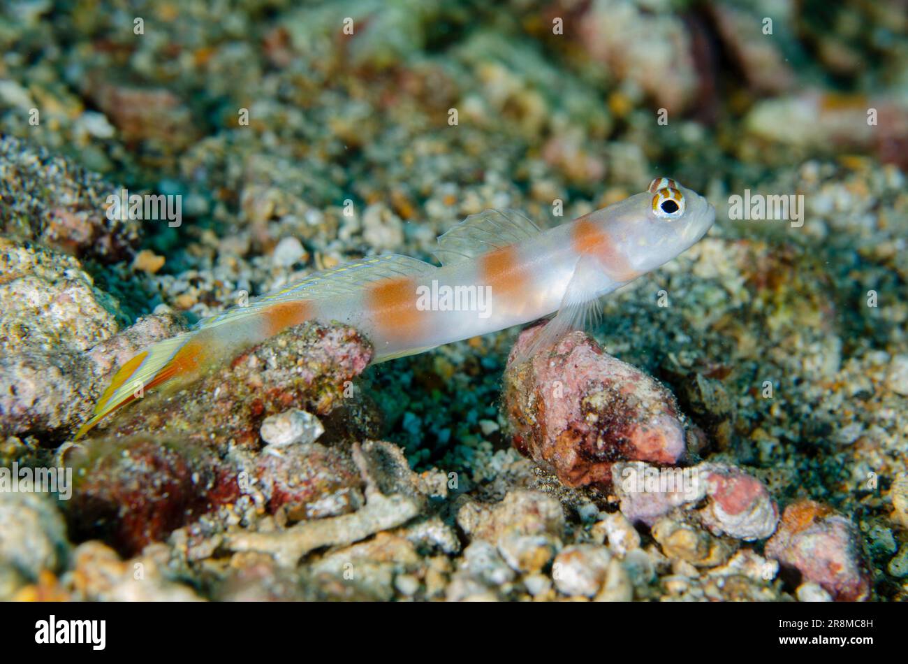 Flagtail Shrimpgoby, Amblyeleotris yanoi, Emerald dive site, Seraya ...