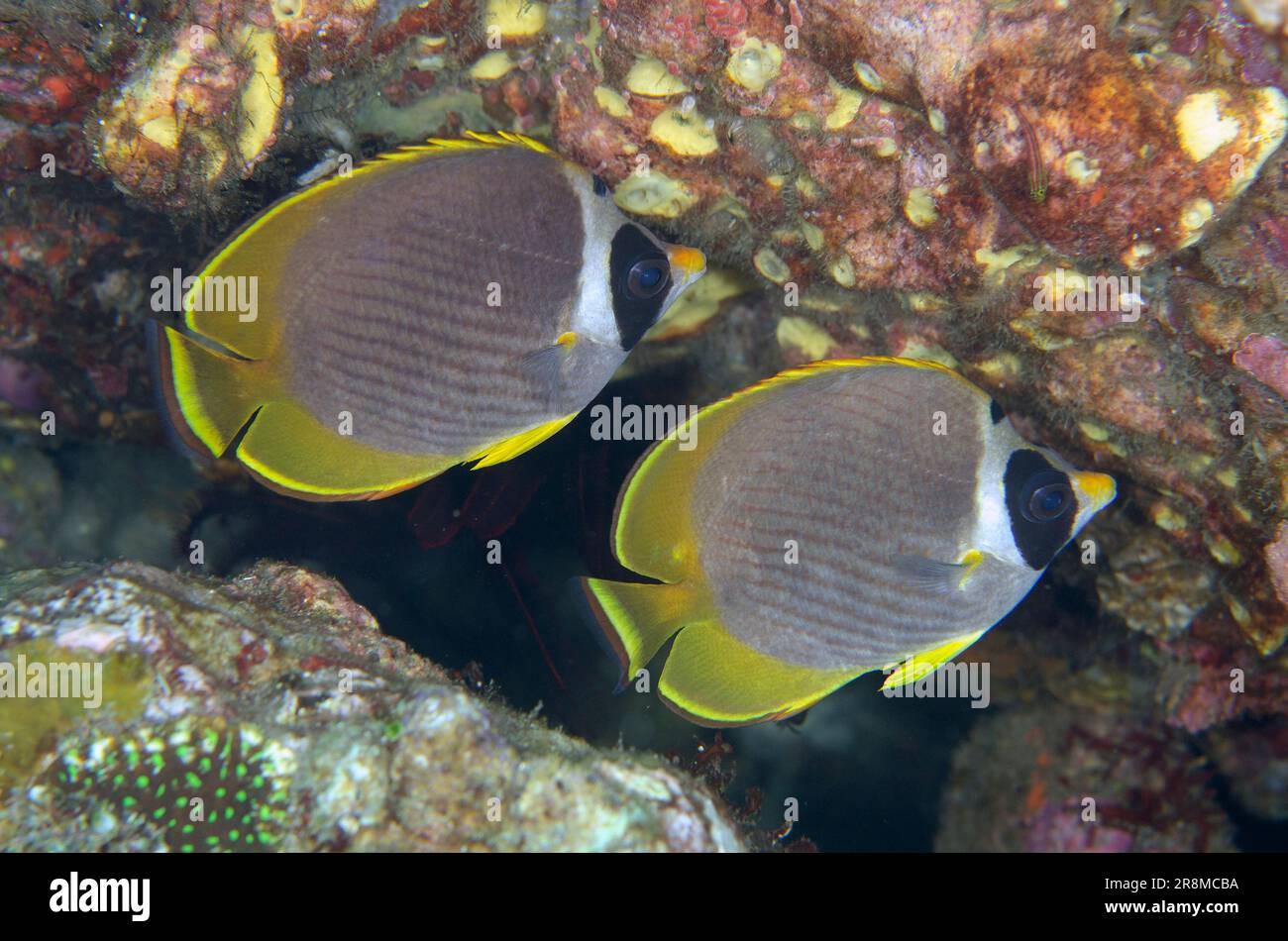Pair of Panda Butterflyfish, Chaetodon adiergastos, Emerald dive site ...