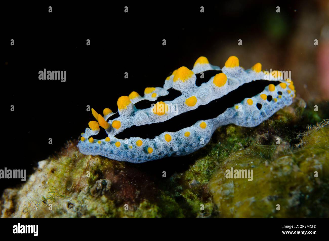 Sky blue phyllidia nudibranch hi-res stock photography and images - Alamy