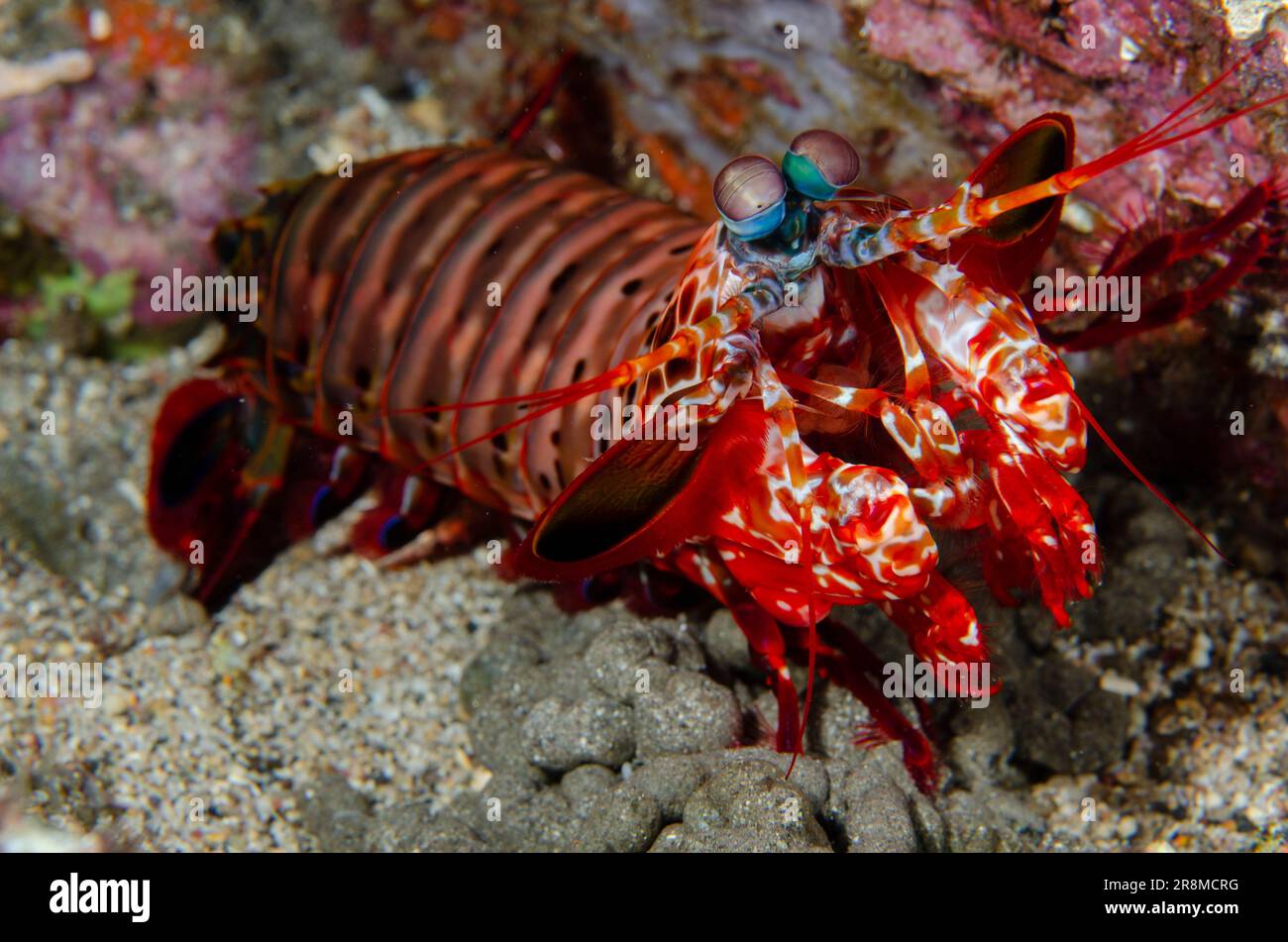 Peacock Mantis, Odontodactylus scyllarus, Emerald dive site, Seraya ...