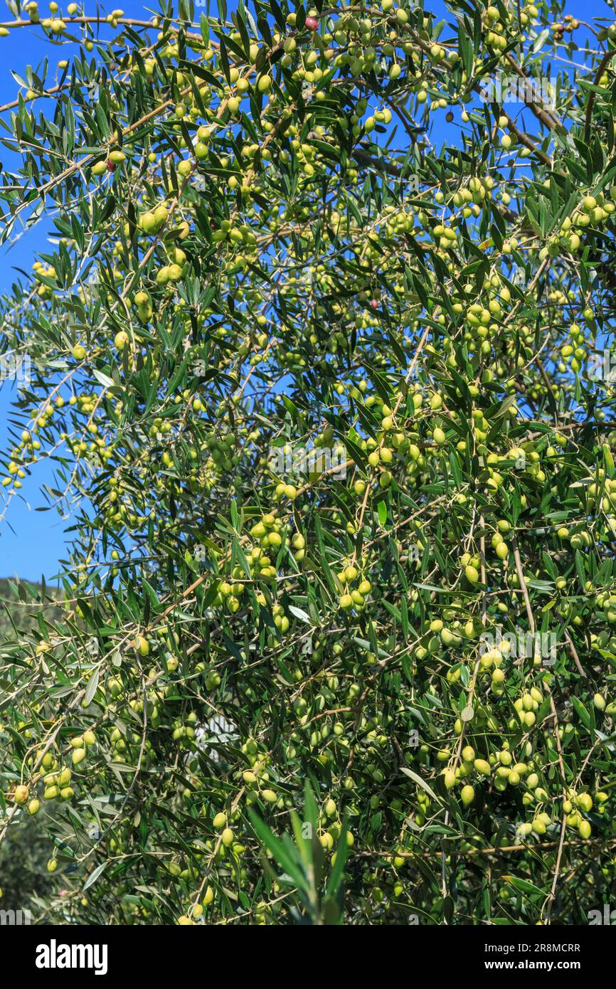 Olive trees of Shodoshima Island Olive Park Stock Photo - Alamy