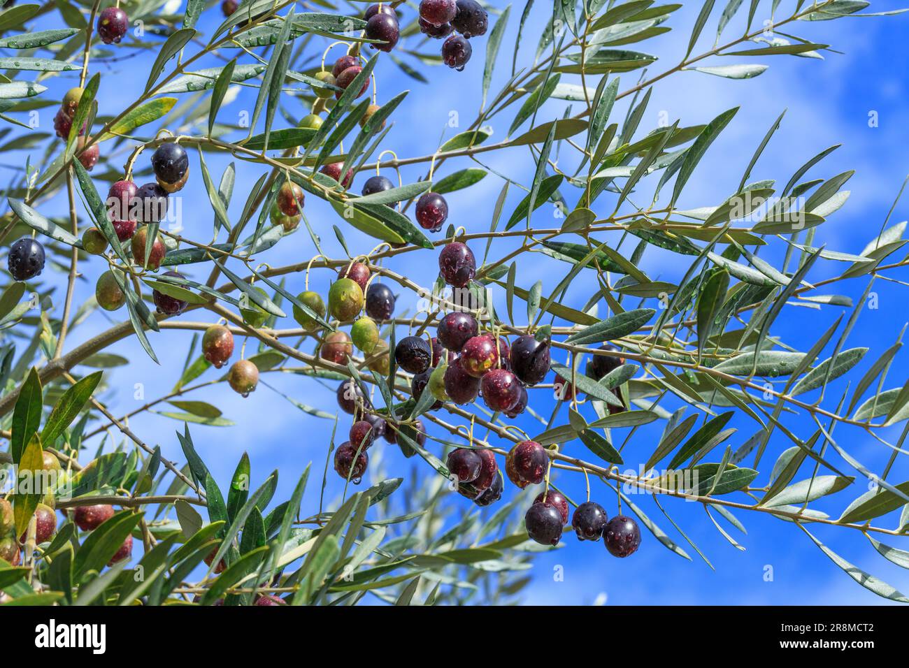 Olive trees of Shodoshima Island Olive Park Stock Photo - Alamy