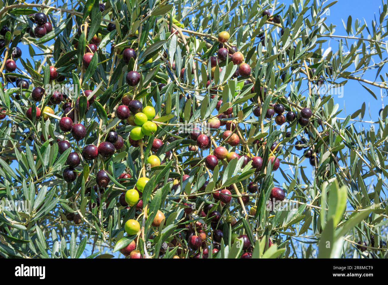Olive trees of Shodoshima Island Olive Park Stock Photo - Alamy