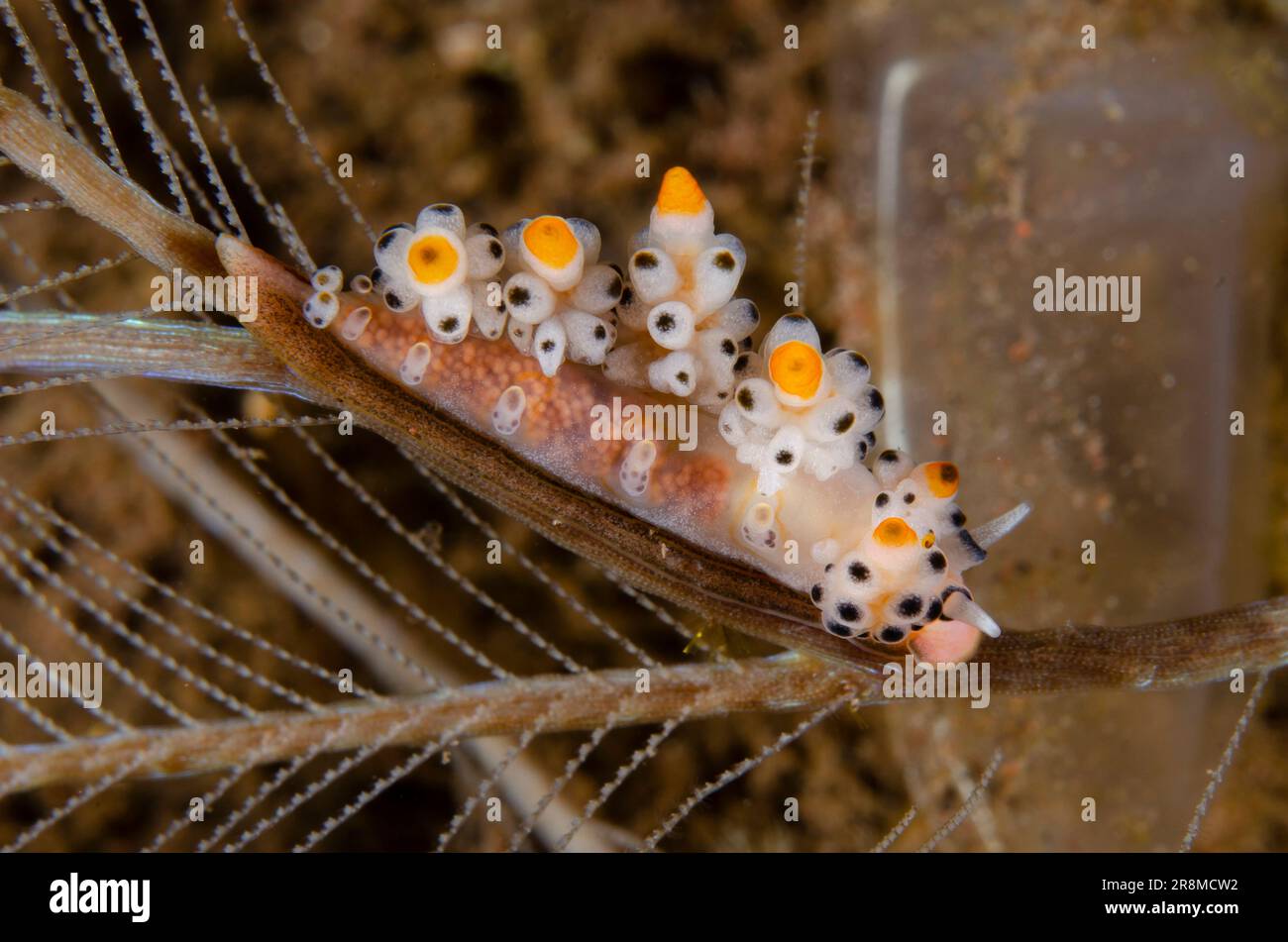 Doto Nudibranch, Doto sp, with eggs and predated cerata on Hydroid ...