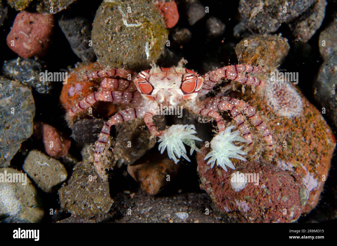 Pom-pom Crab, Lybia tesselata, holding Anemones, Triactis producta, in ...