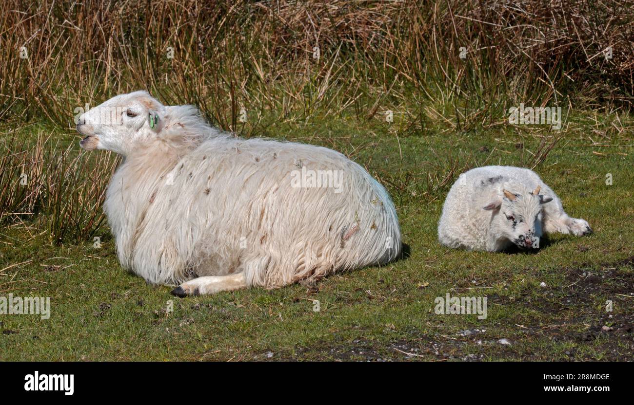 Ewe and Lamb, Minera Mountain, Coedpoeth, Wales Stock Photo - Alamy