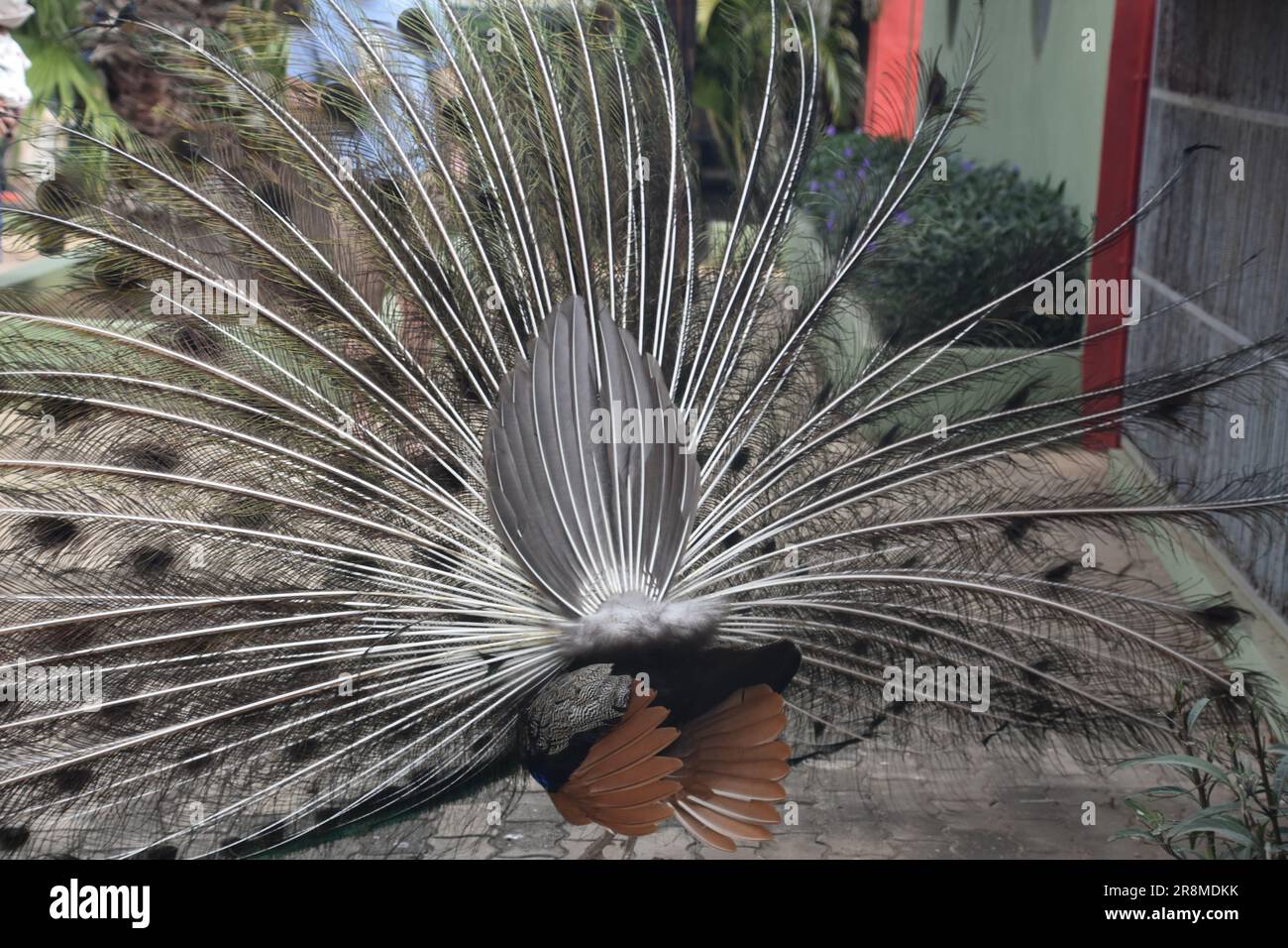 Back of a peacock with its feathers out hi-res stock photography and ...