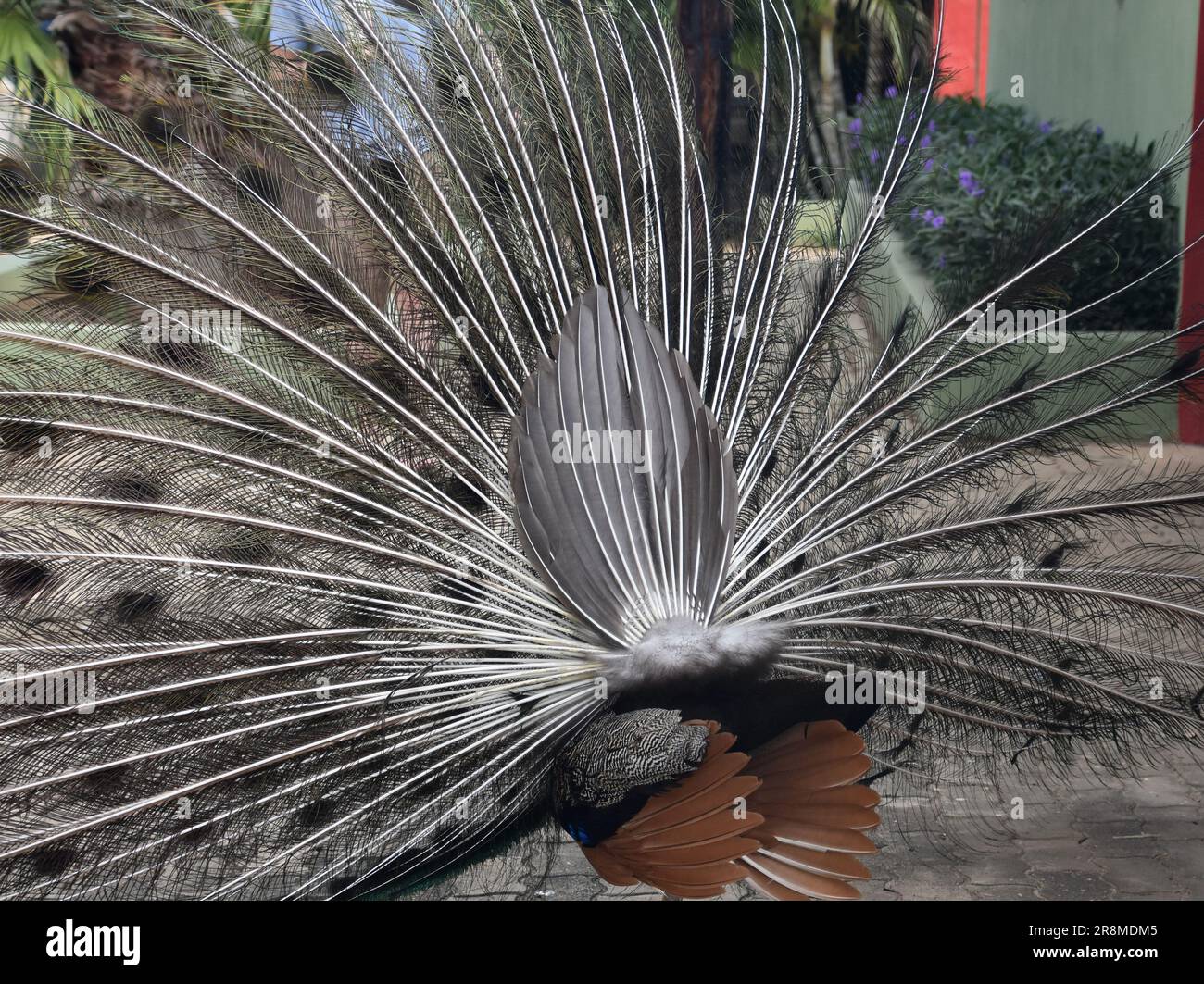 Back side view of a peacock with lots of plumage and feathers Stock ...