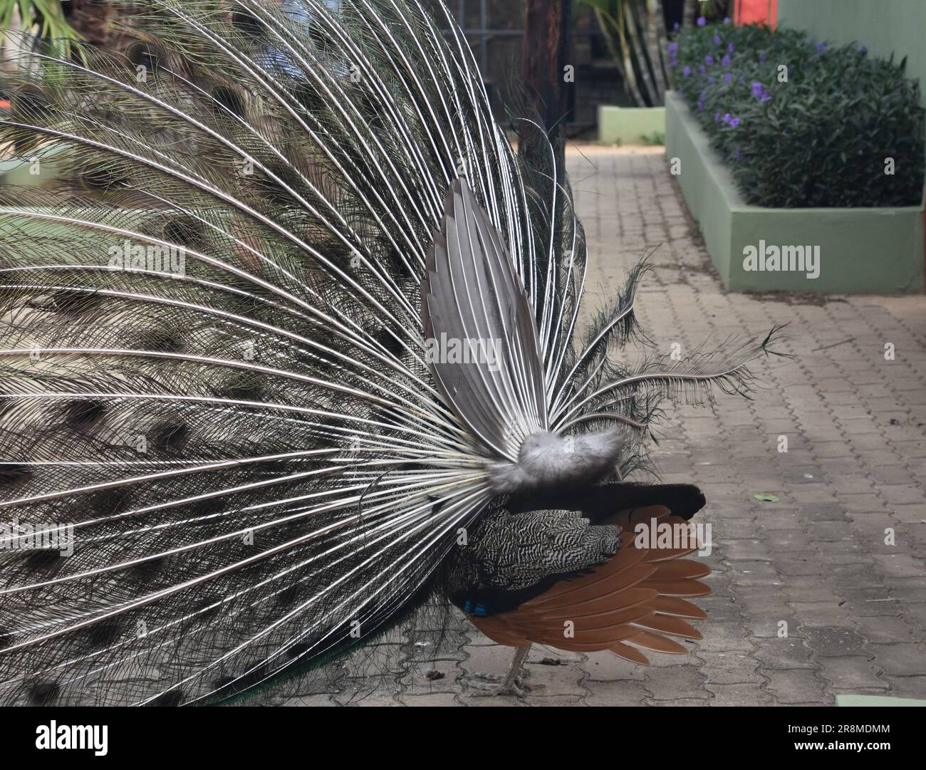 Side rear view of a peacock with its plumage extended Stock Photo - Alamy