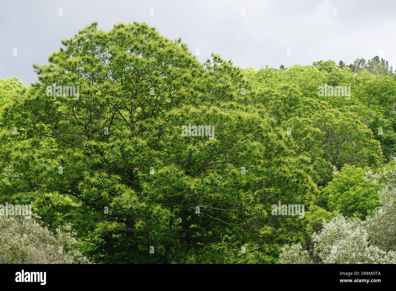 Portuguese chestnut tree in bloom on the mountain Stock Photo - Alamy