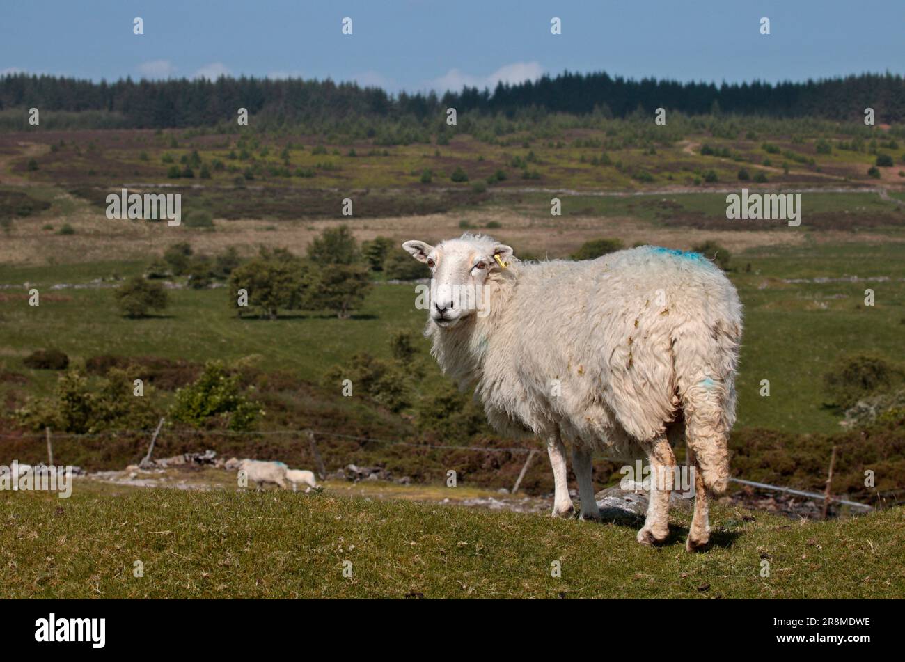 Sheep, Minera Mountain, Coedpoeth, Wales Stock Photo - Alamy