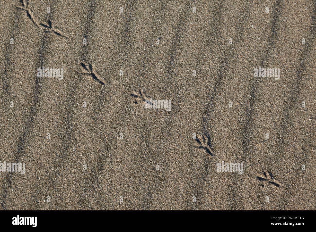A small bird footprints in the sand on a beach, highlighting the ...