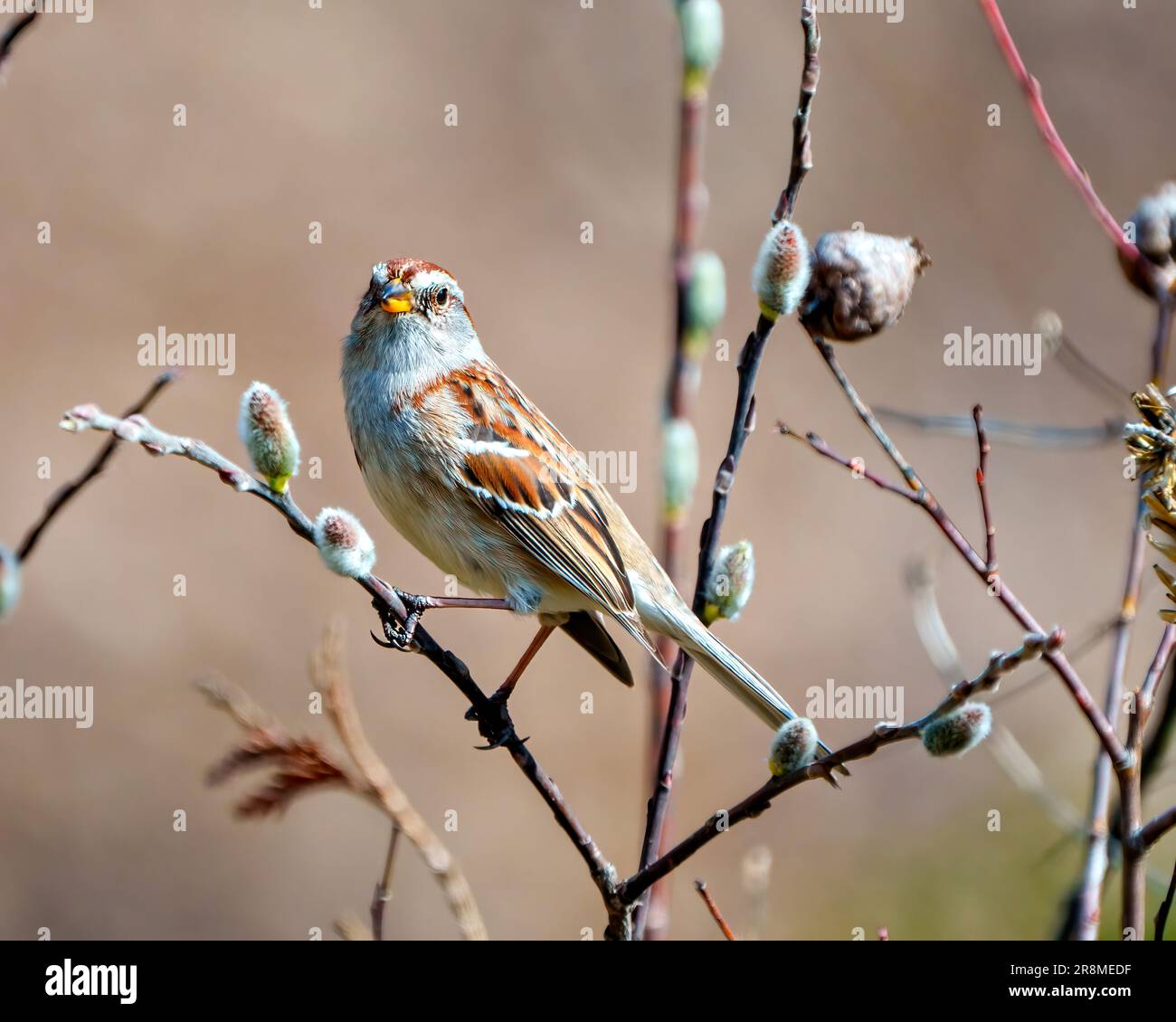 American Tree Sparrow close-up side view perched on leaf bud branch ...