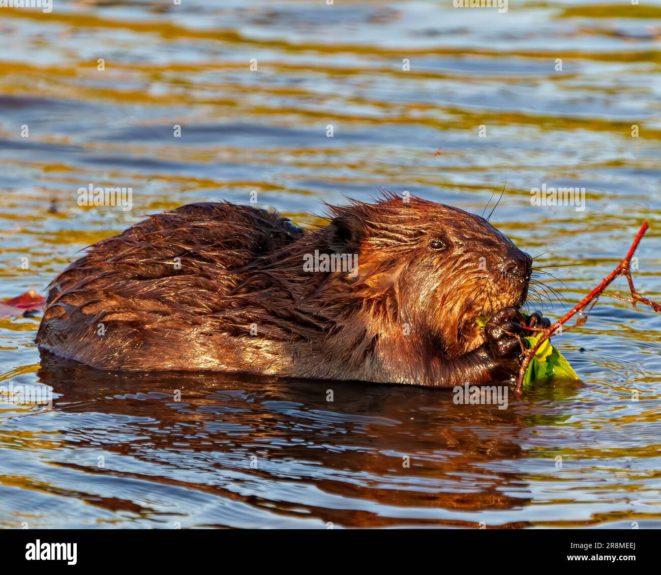 Beaver close-up side view eating bark branch in a lake and enjoying its ...