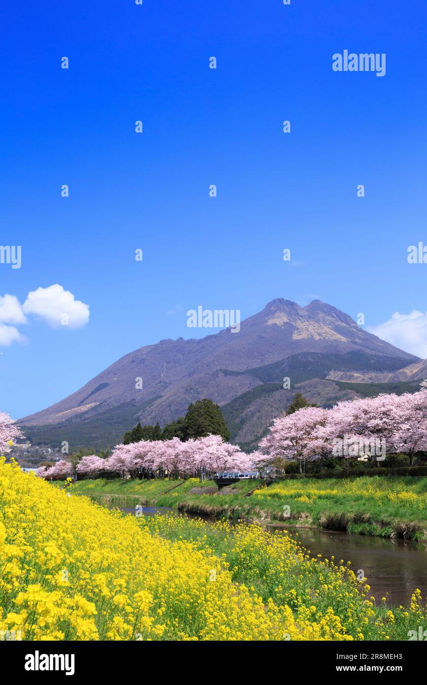 The cherry blossom and the rape of Yufuin, Mt Yufudake Stock Photo - Alamy