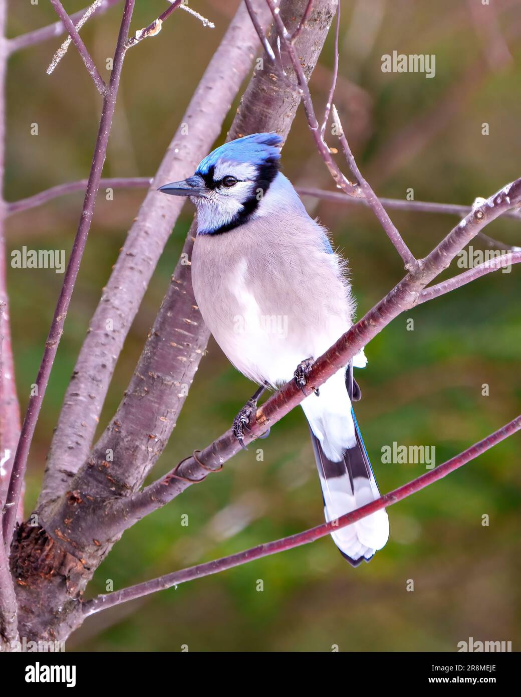 Blue Jay close-up front view perched on a tree branch with a blur forest background in its ...