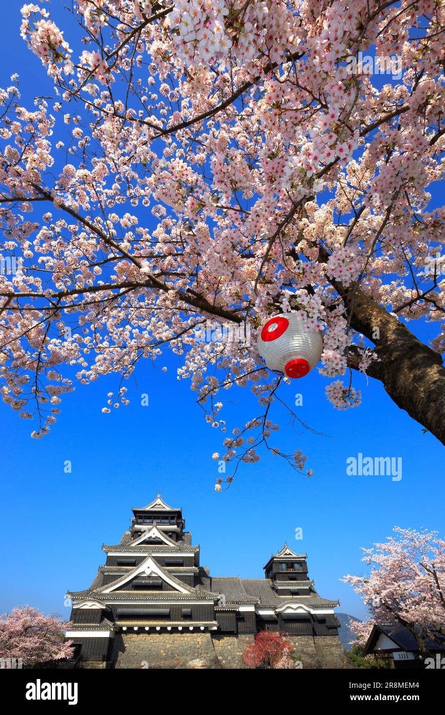 Kumamoto Castle and cherry blossoms Stock Photo - Alamy
