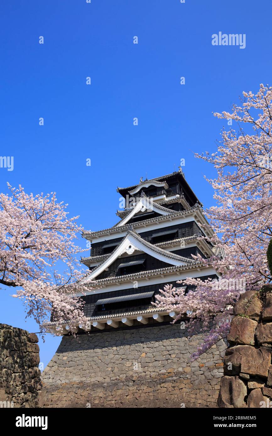 Kumamoto Castle and cherry blossoms Stock Photo - Alamy