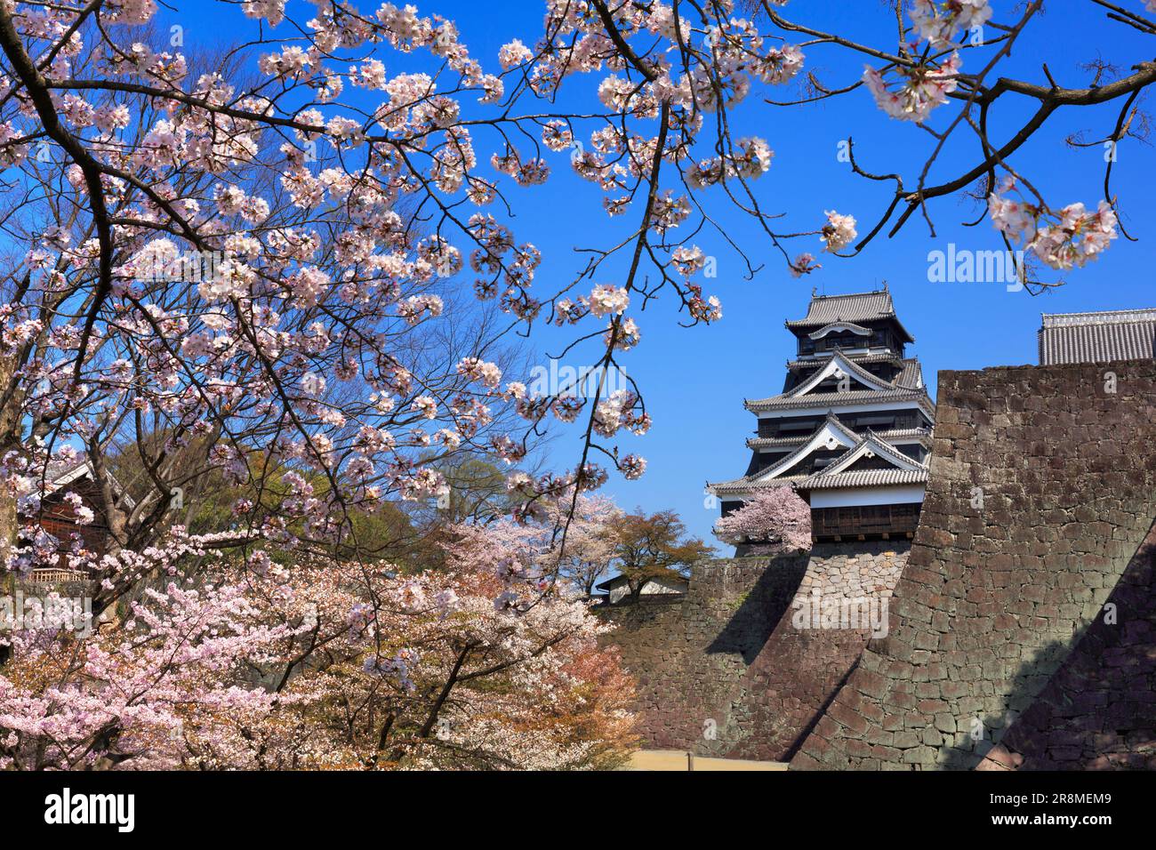 Kumamoto Castle and cherry blossoms Stock Photo - Alamy