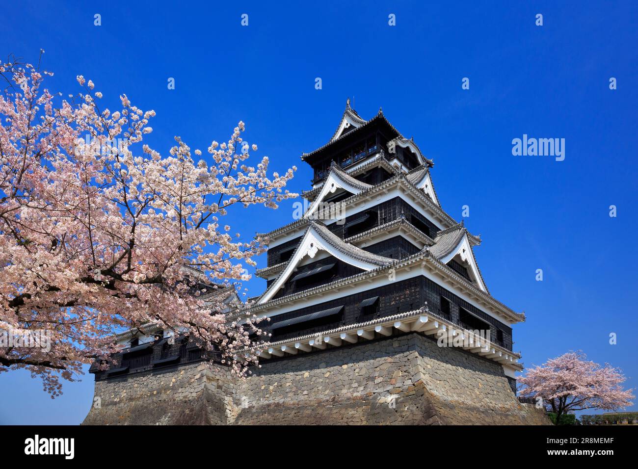 Kumamoto Castle and cherry blossoms Stock Photo - Alamy