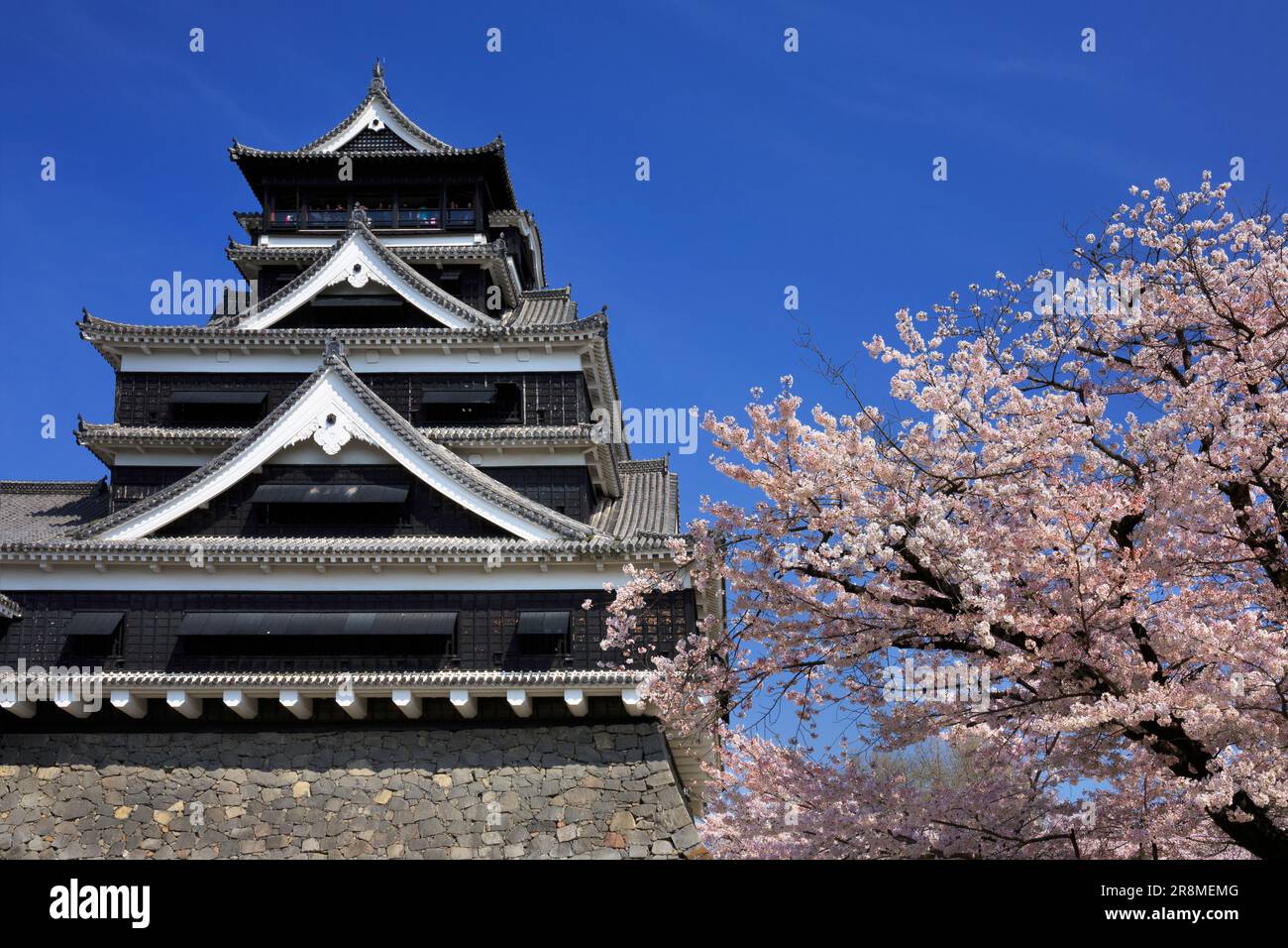Kumamoto Castle and cherry blossoms Stock Photo - Alamy