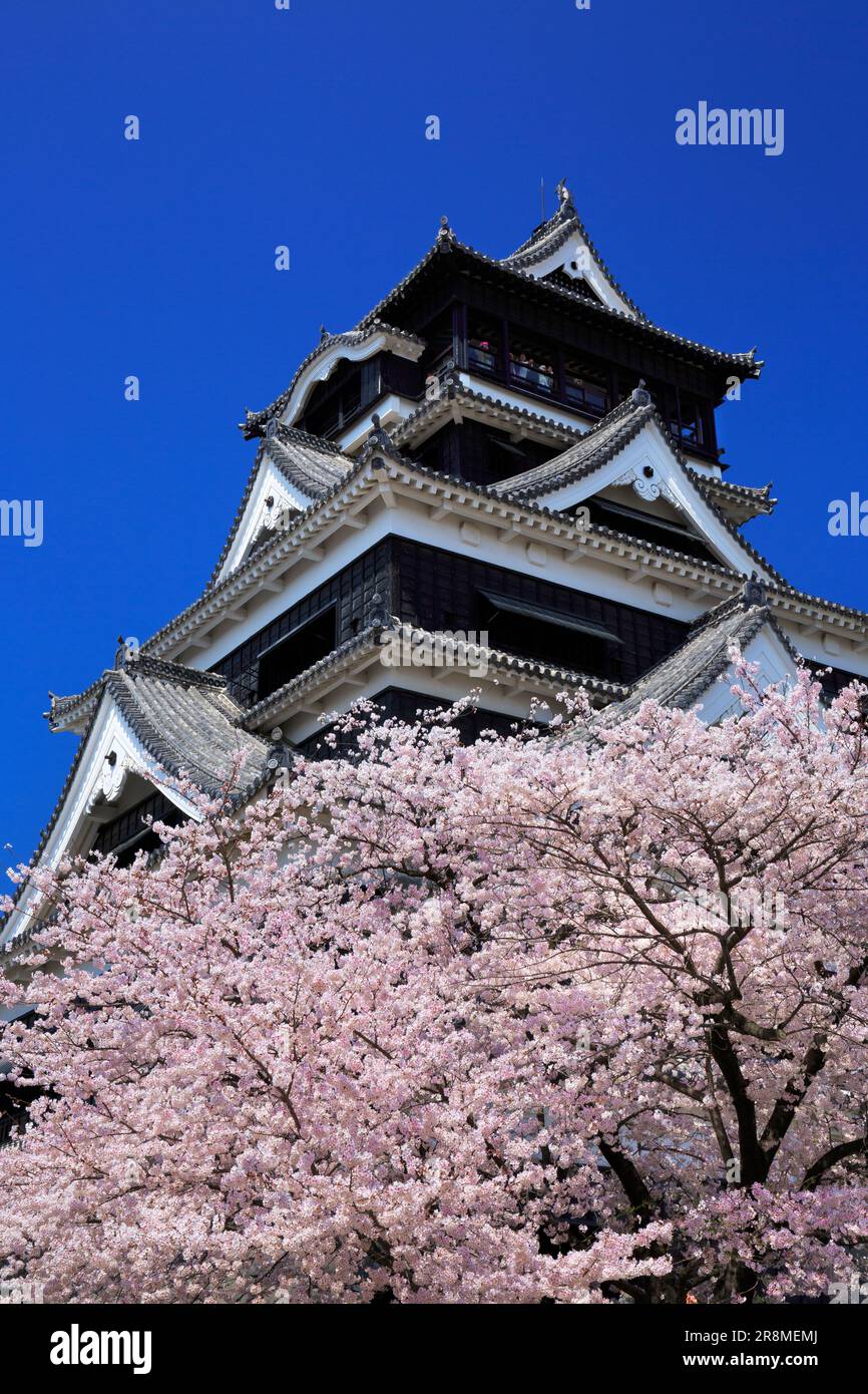 Kumamoto Castle and cherry blossoms Stock Photo - Alamy