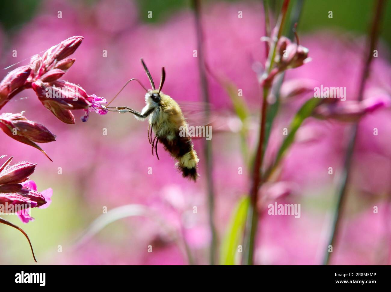 A broad-bordered bee hawk moth searching for nectar in sticky catchfly ...