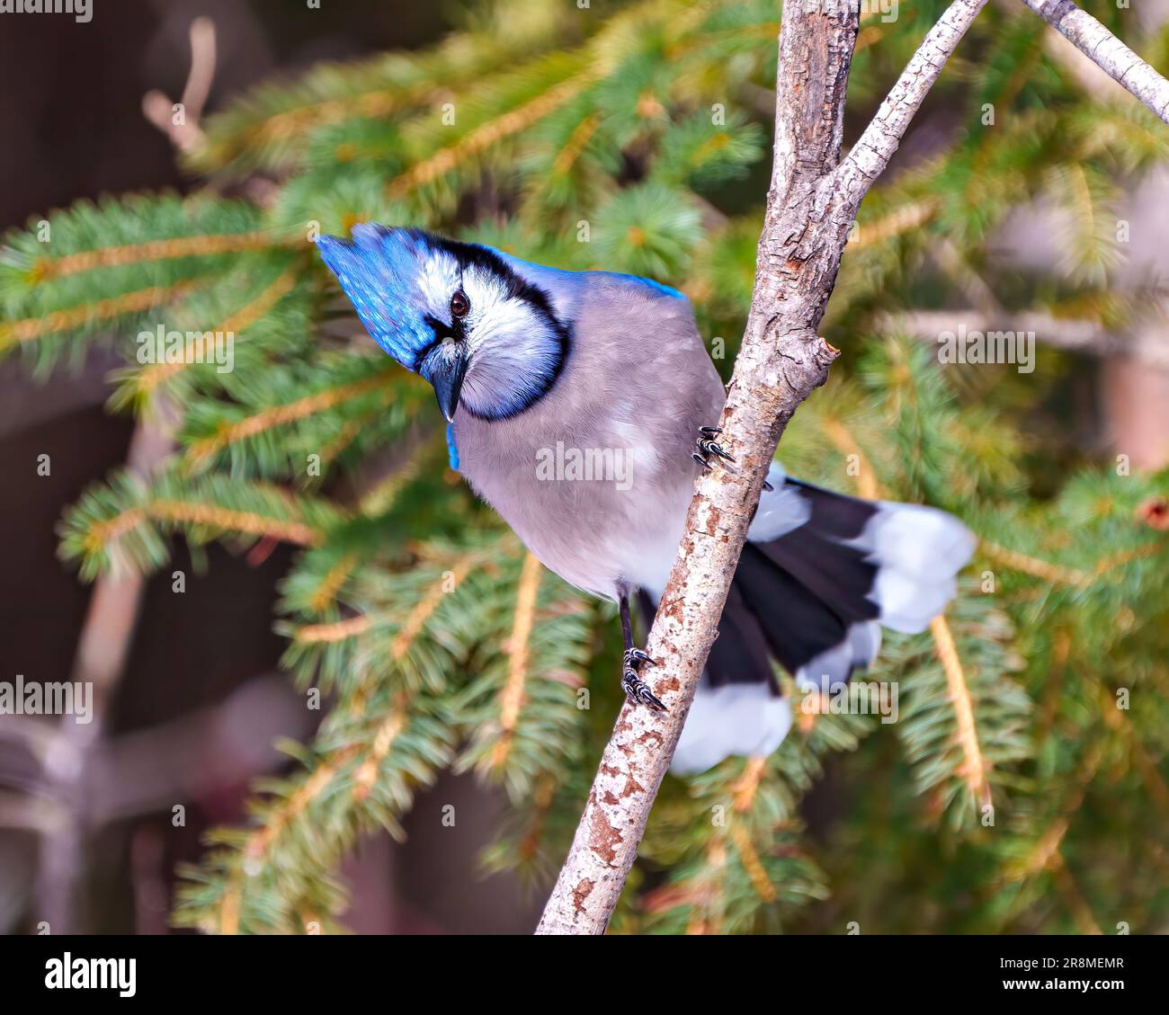 Blue Jay close-up view perched on a branch with a blur background in the forest environment and ...