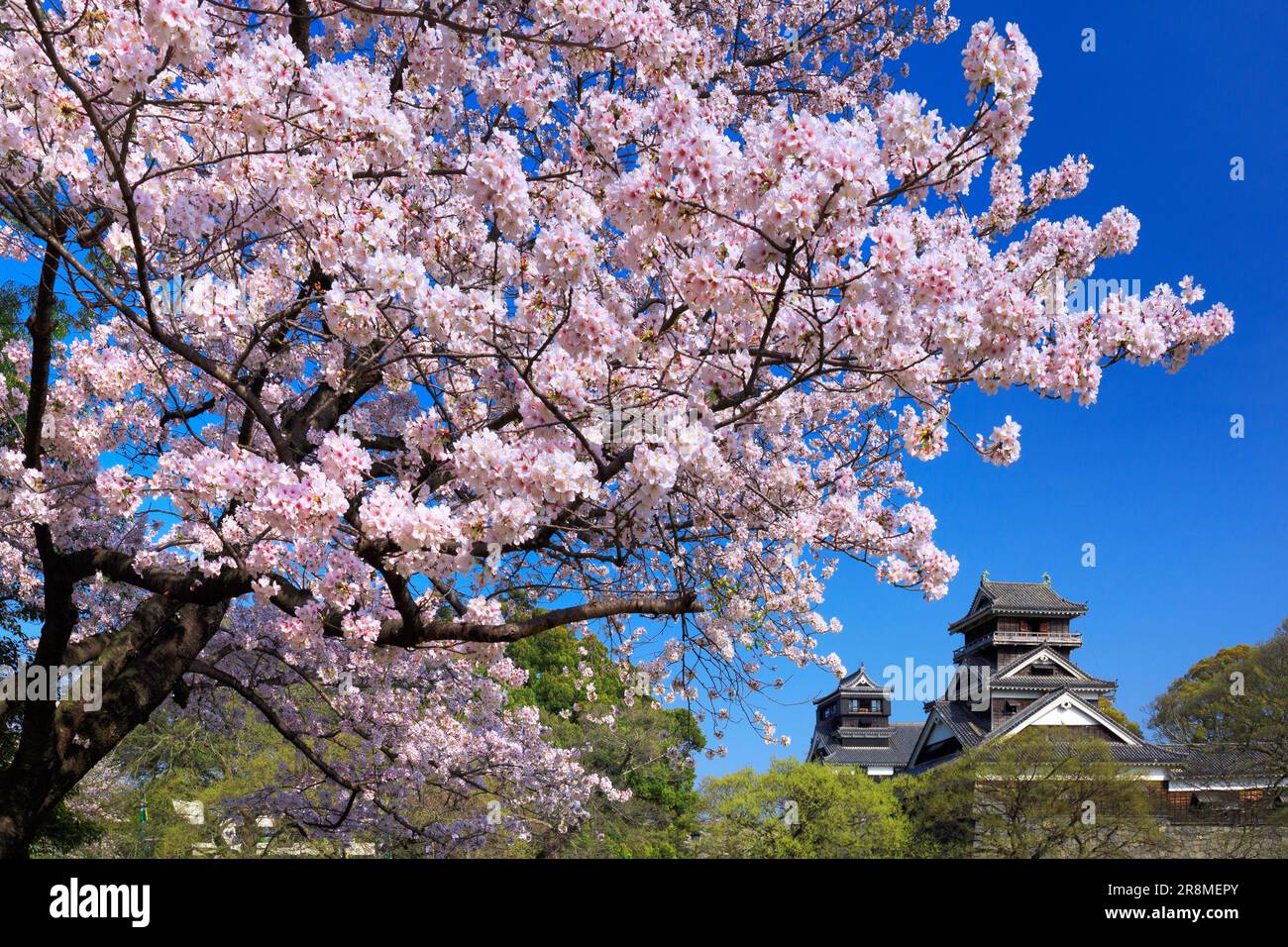 Kumamoto Castle and cherry blossoms Stock Photo - Alamy