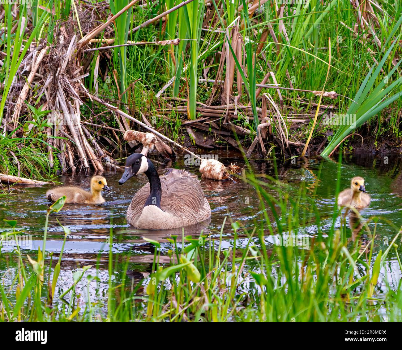 Waterfowl river caring young baby hi-res stock photography and images ...