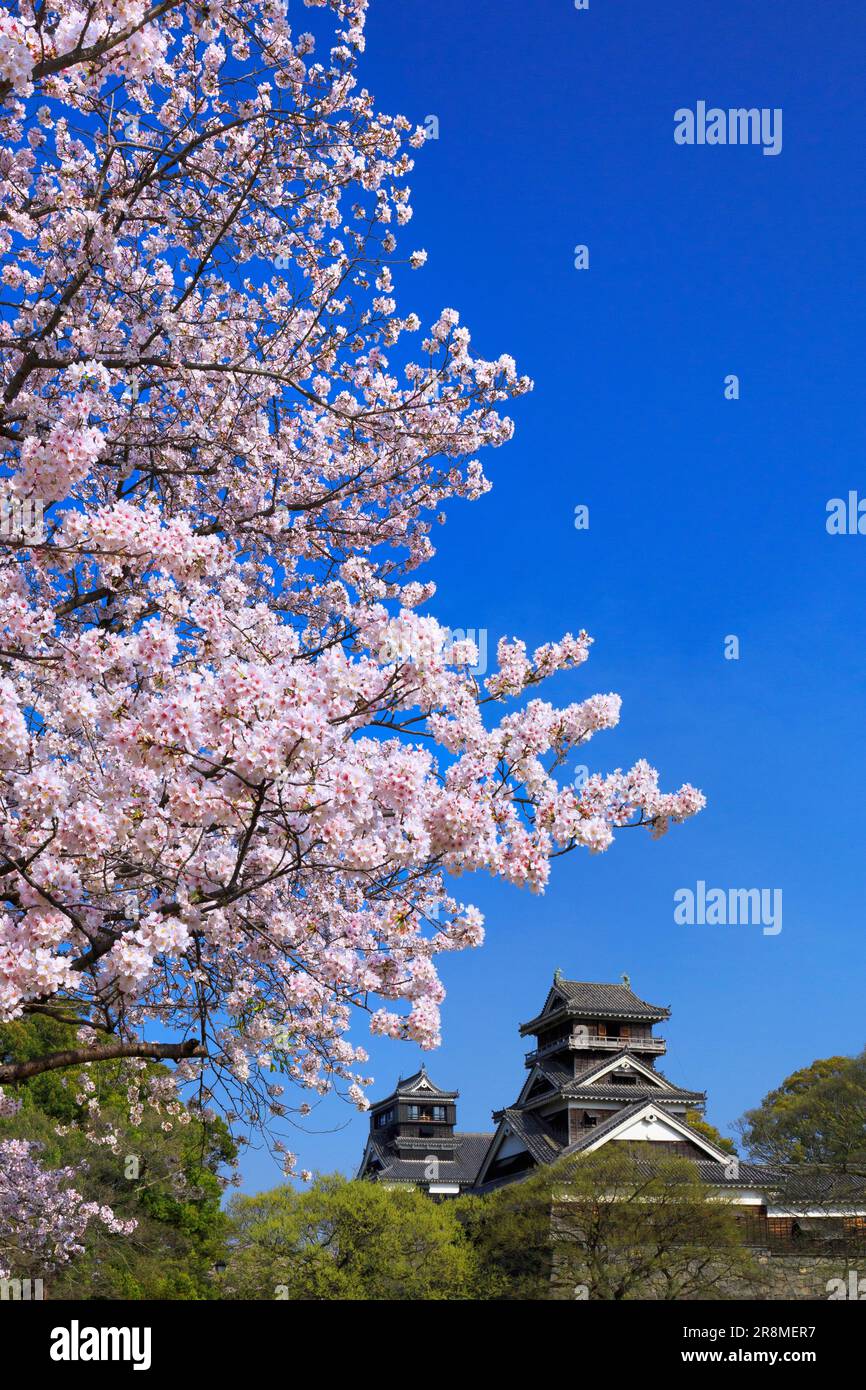 Kumamoto Castle and cherry blossoms Stock Photo - Alamy
