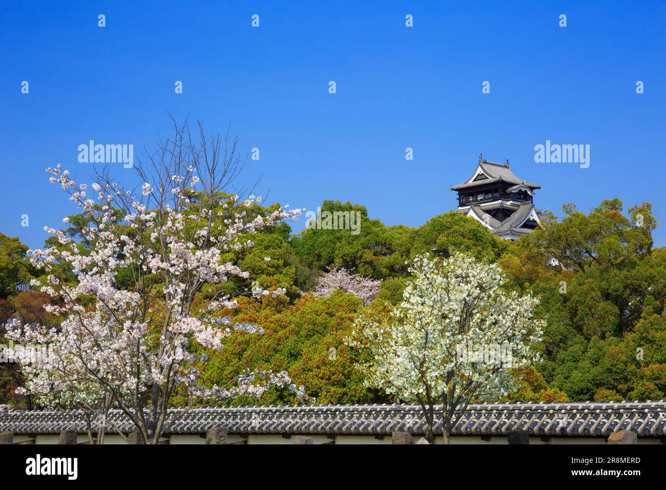 Kumamoto Castle and cherry blossoms Stock Photo - Alamy