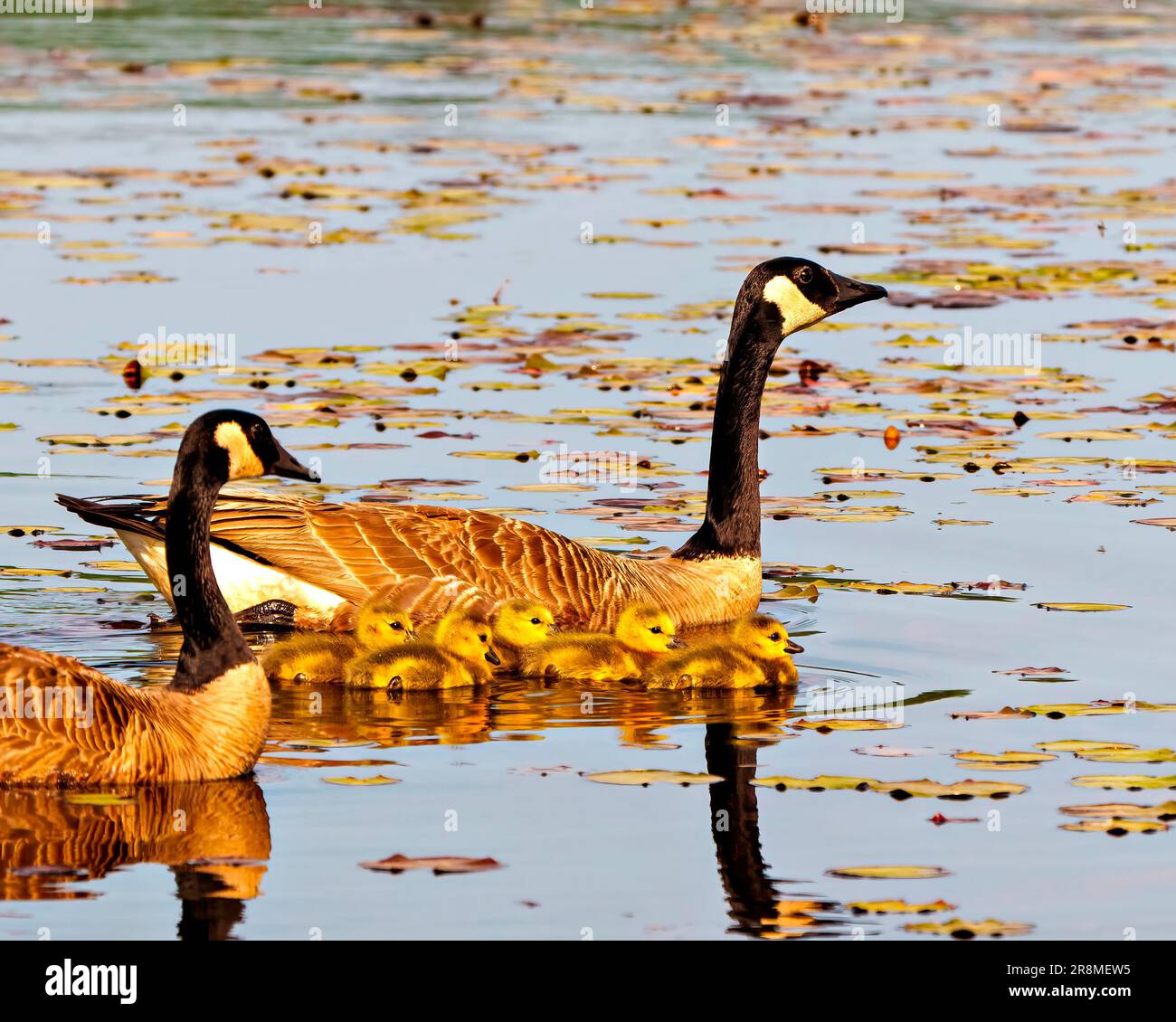 Canadian Geese with gosling babies swimming in their environment and ...