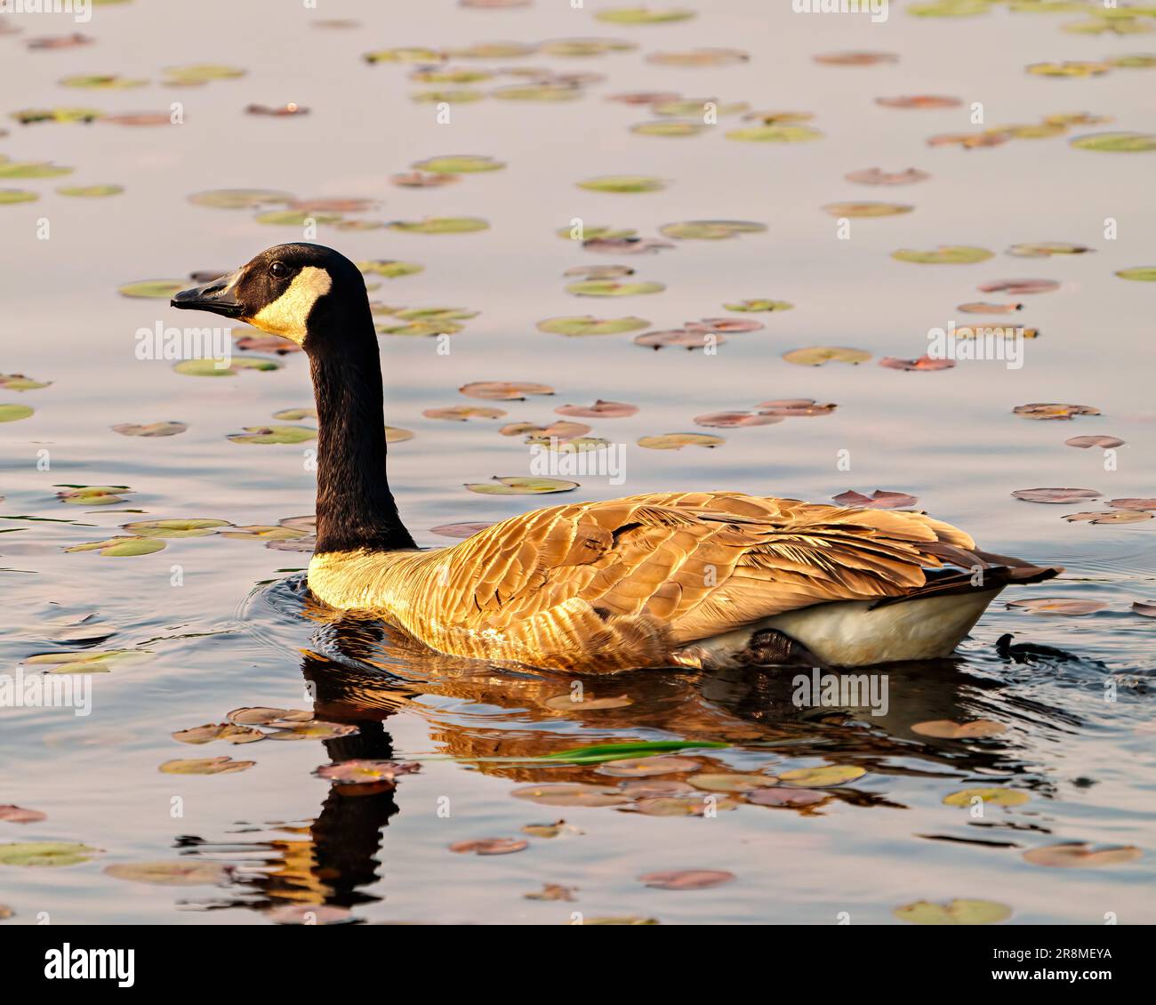 Canada Geese close-up side view, swimming on the lake with water lily ...