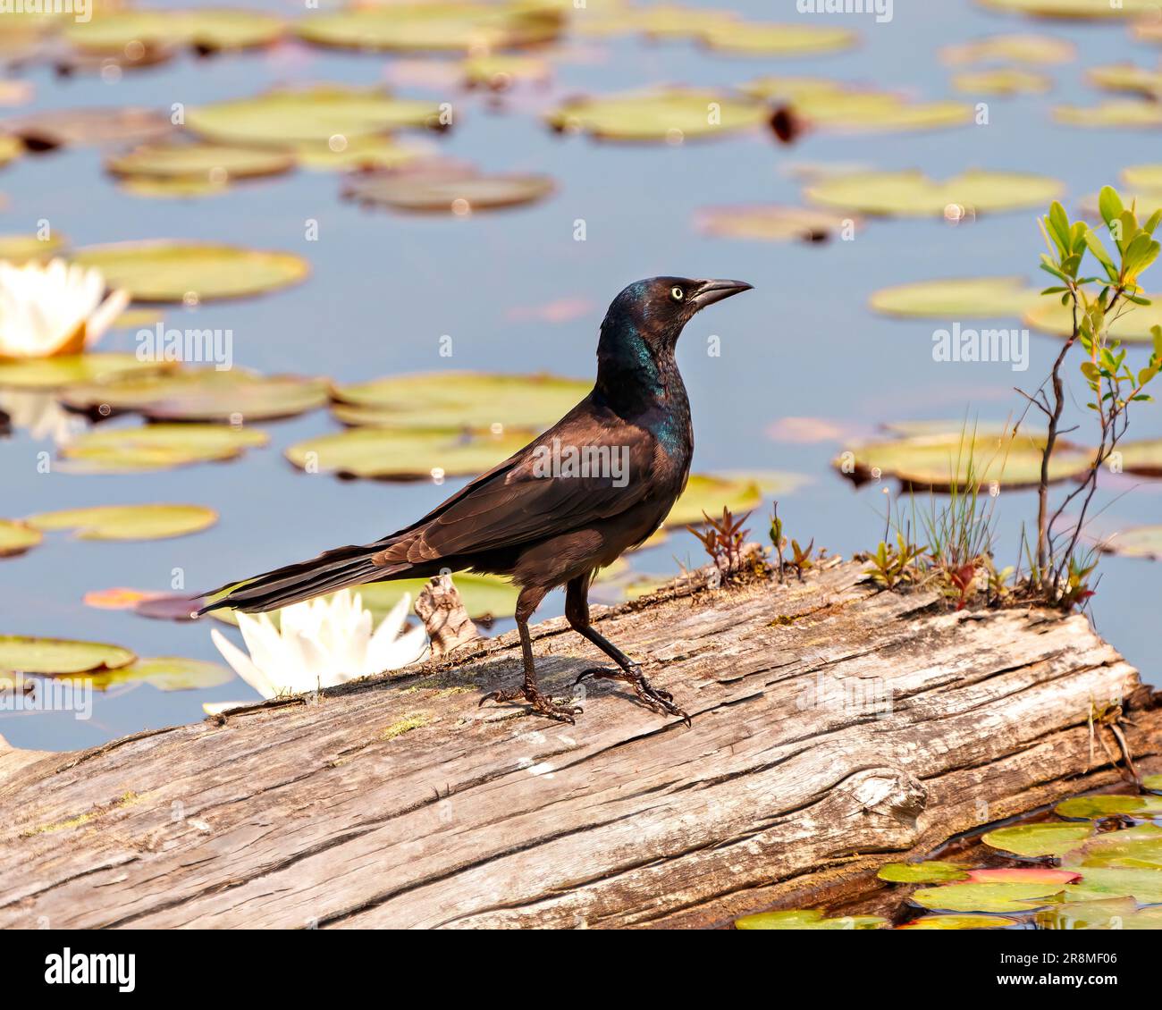 Common Grackle close-up side view standing on a tree stump with water ...