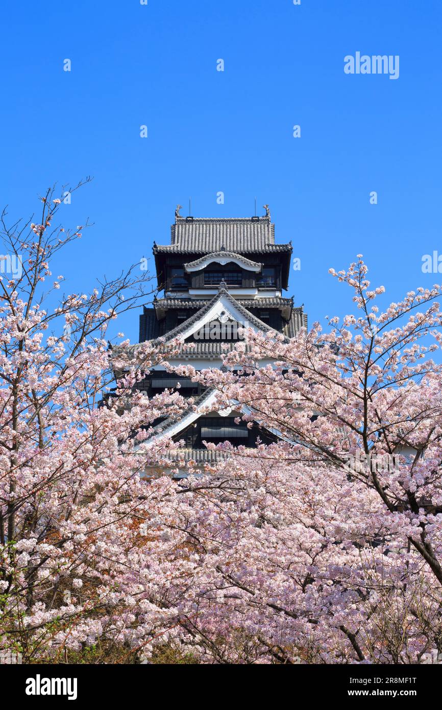Kumamoto Castle and cherry blossoms Stock Photo - Alamy
