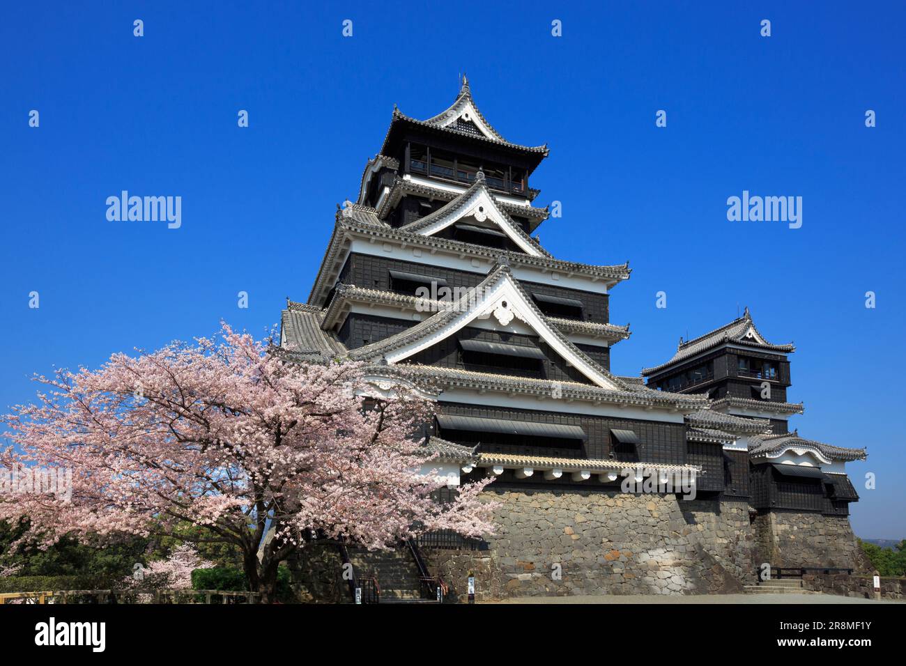 Cherry blossom japan kumamoto castle hi-res stock photography and ...