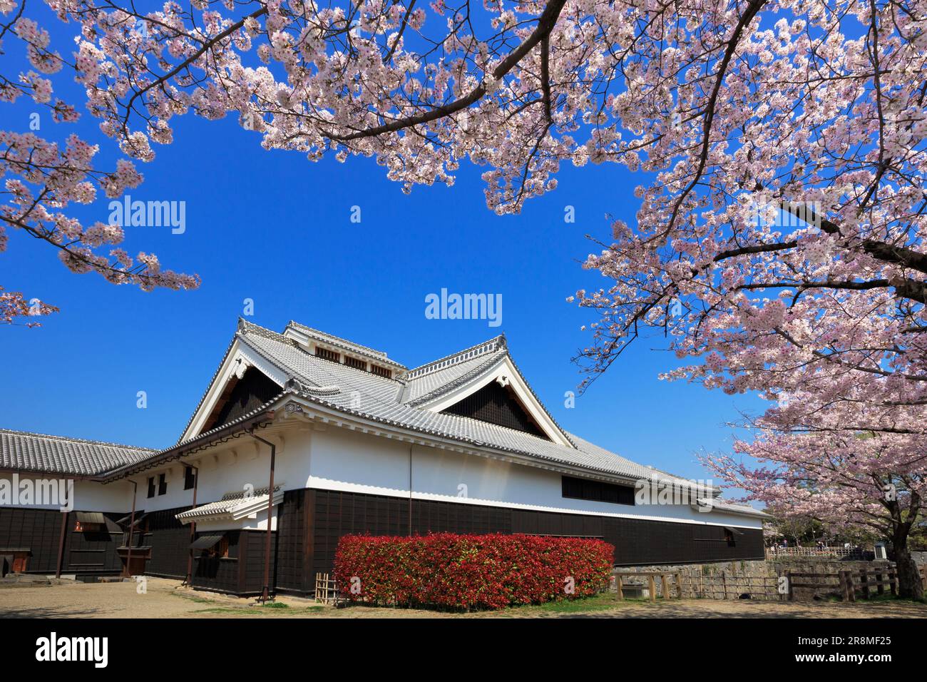 Kumamoto Castle and cherry blossoms Stock Photo - Alamy