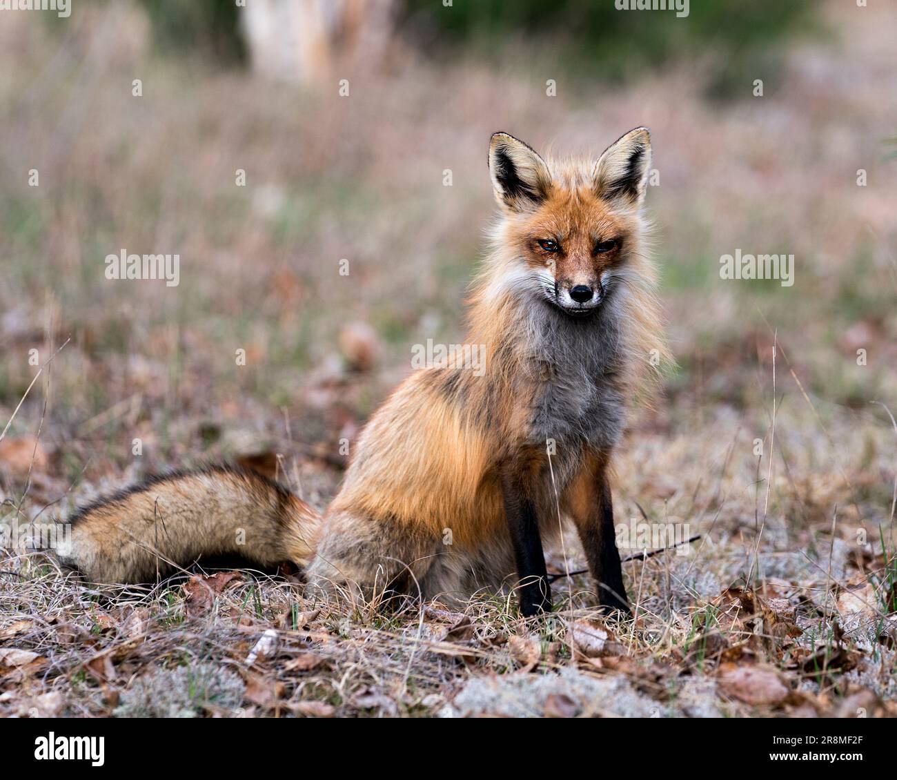 Red Fox close-up profile view sitting on white moss and brown leaves in ...