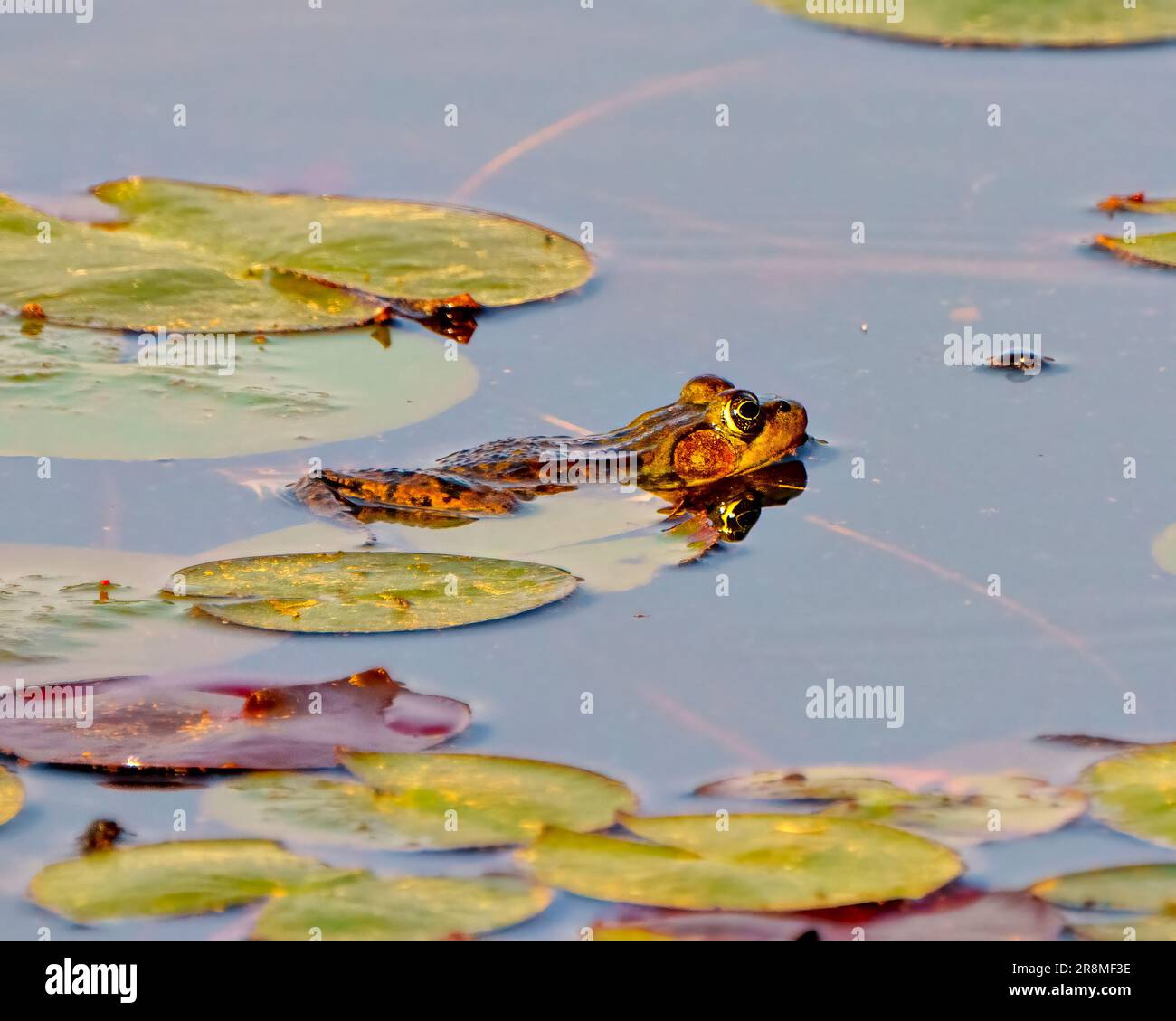 Frog sitting in the water displaying body, head, legs, eye and enjoying ...
