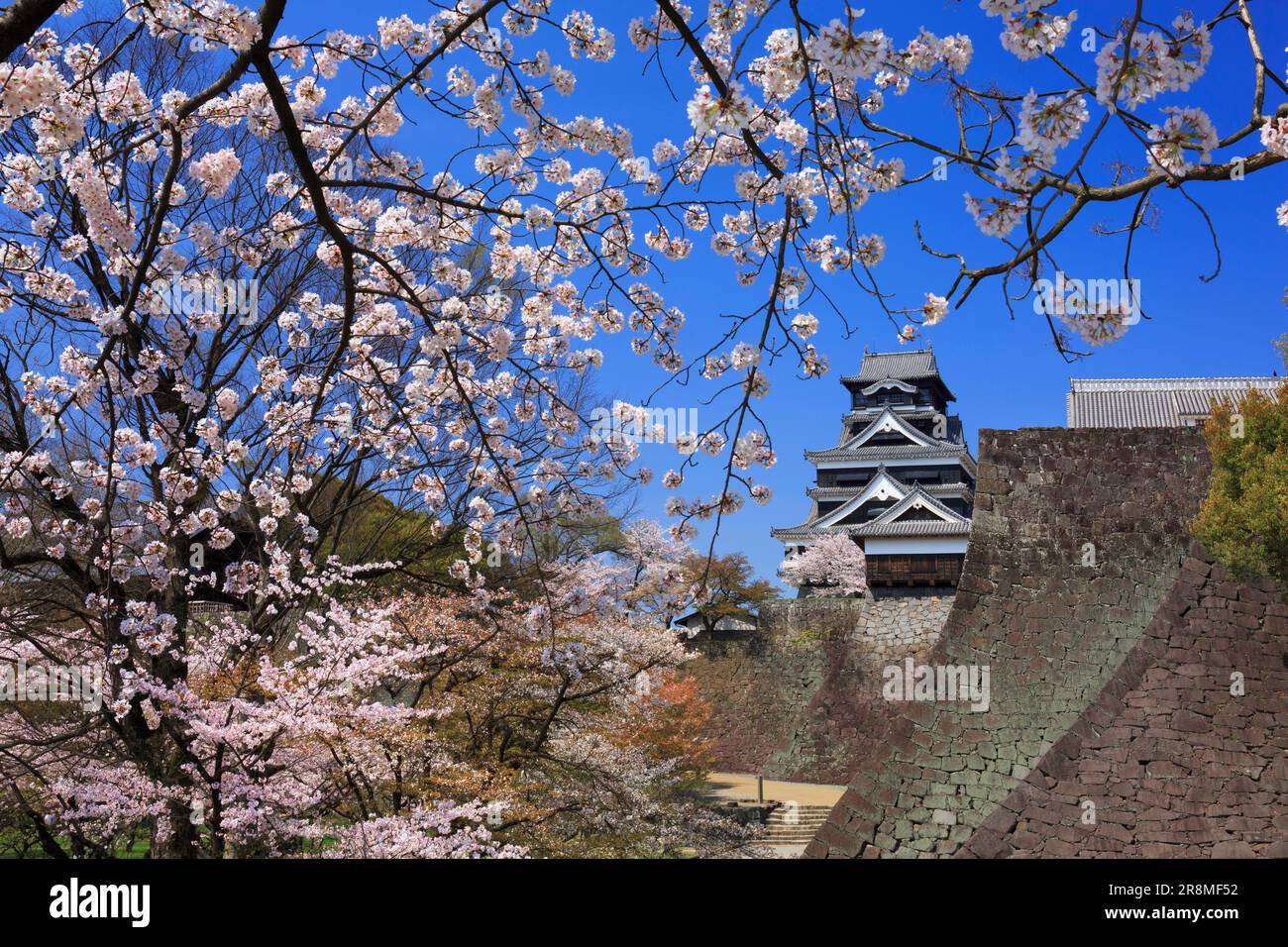 Kumamoto Castle and cherry blossoms Stock Photo - Alamy