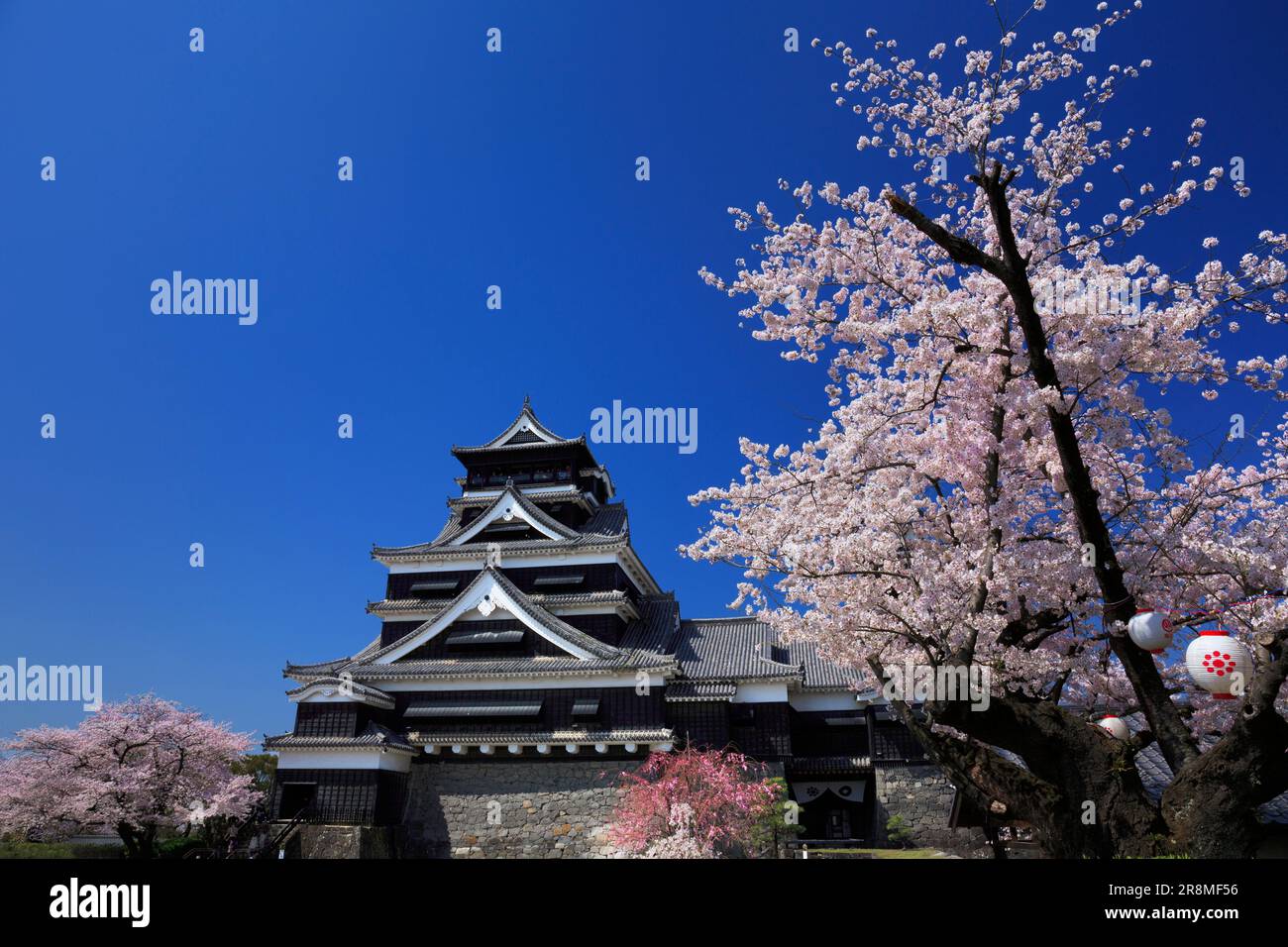 Kumamoto Castle and cherry blossoms Stock Photo - Alamy