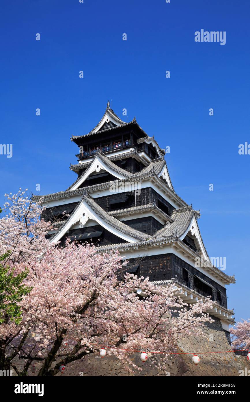Kumamoto Castle and cherry blossoms Stock Photo - Alamy